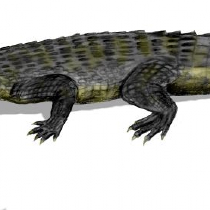 rutiodon validus
